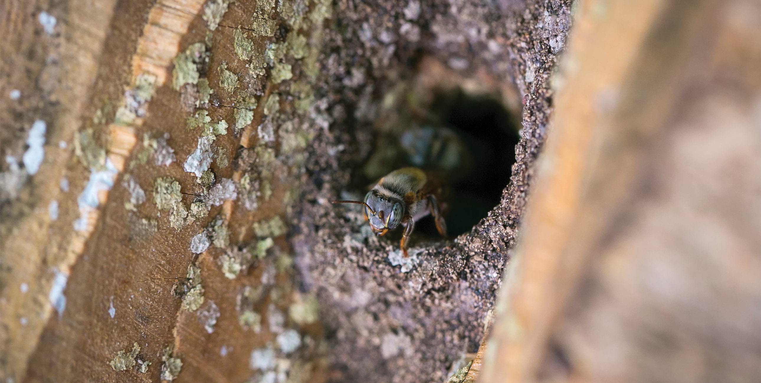 Mayan Buzz | Tracing the Legacy of Mexico's Stingless Bees