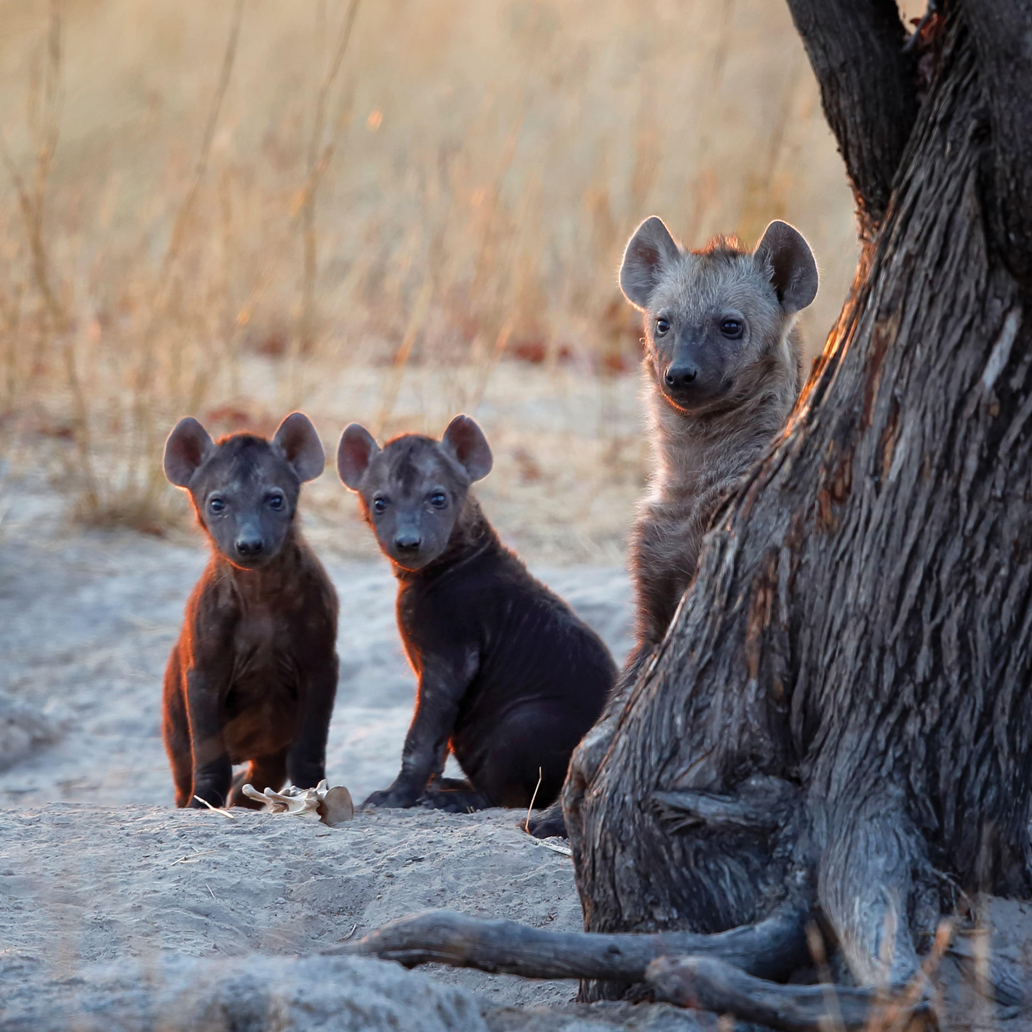 Images of Savute Elephant Lodge | Pictures of Chobe National Park