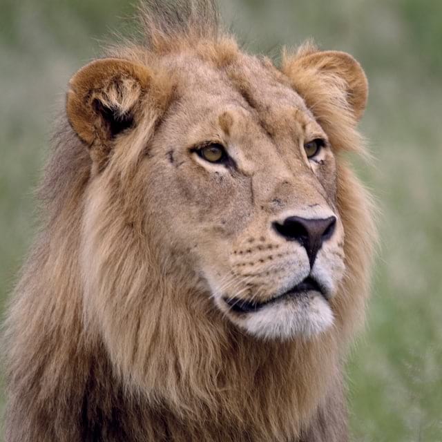 Images of Eagle Island Lodge | Pictures of the Okavango Delta